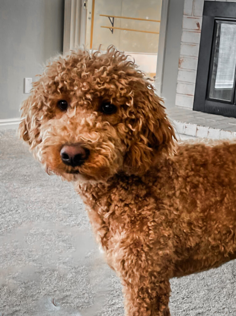 Utah Goldendoodles
