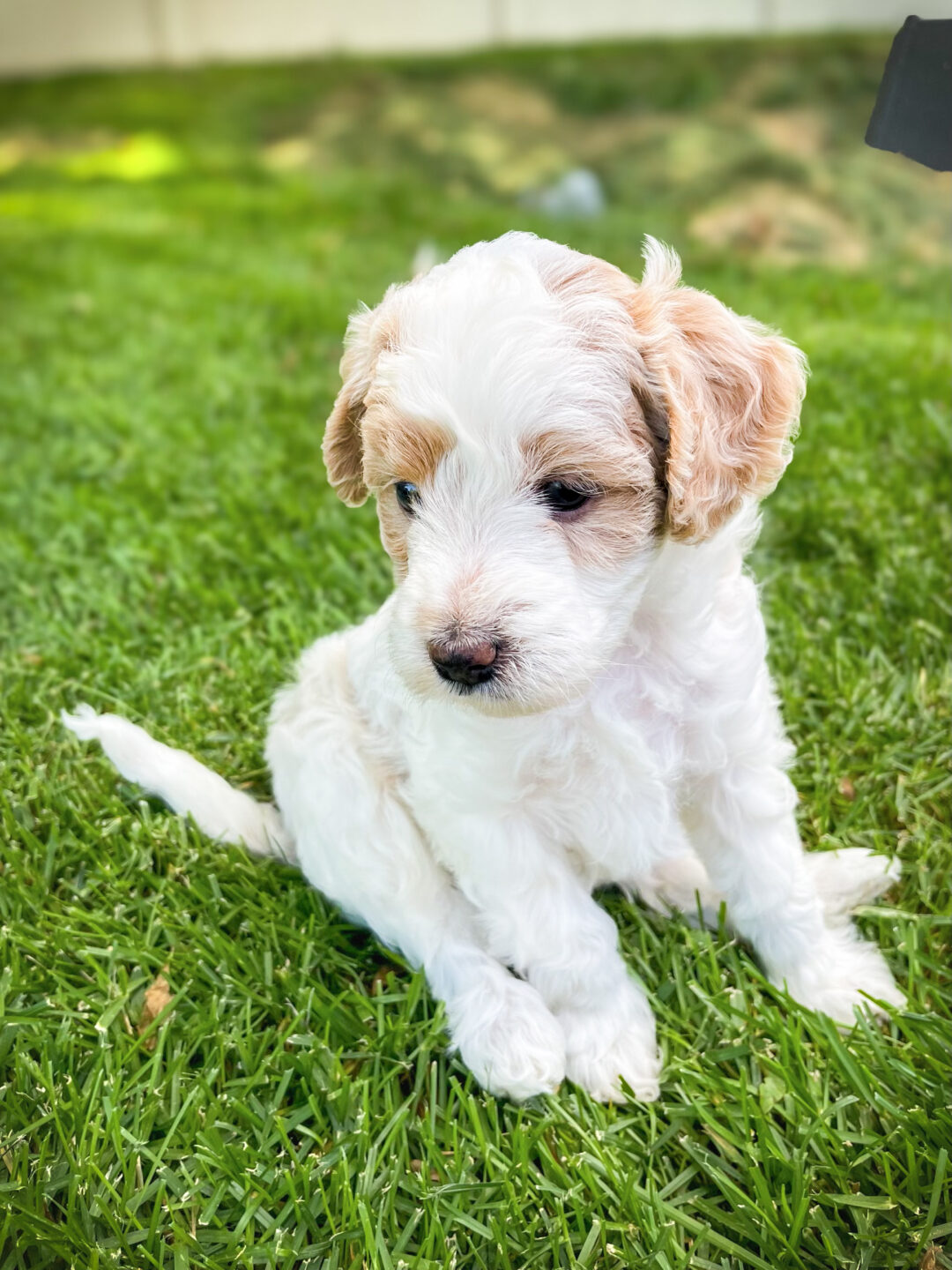 Utah Goldendoodles
